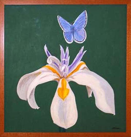 Mission Blue Butterfly - Susan Sternau Studios