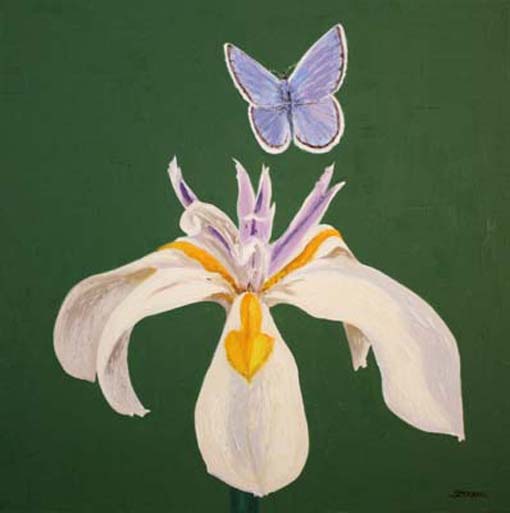 Mission Blue Butterfly - Susan Sternau Studios