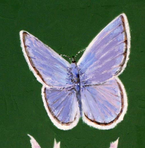 Mission Blue Butterfly - Susan Sternau Studios